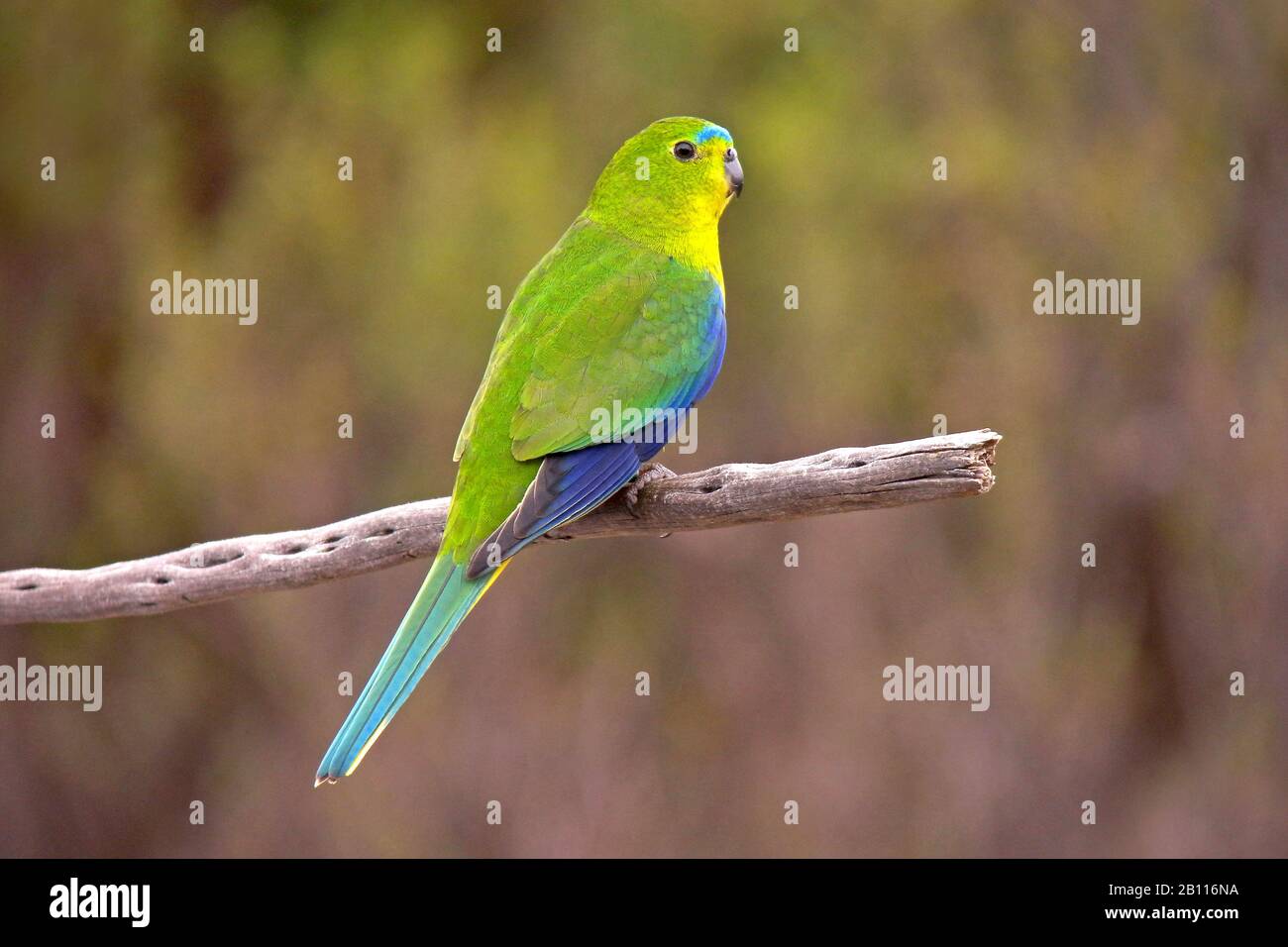 orange-bellied parrot (Neophema chrysogaster), sitting on a branch ...