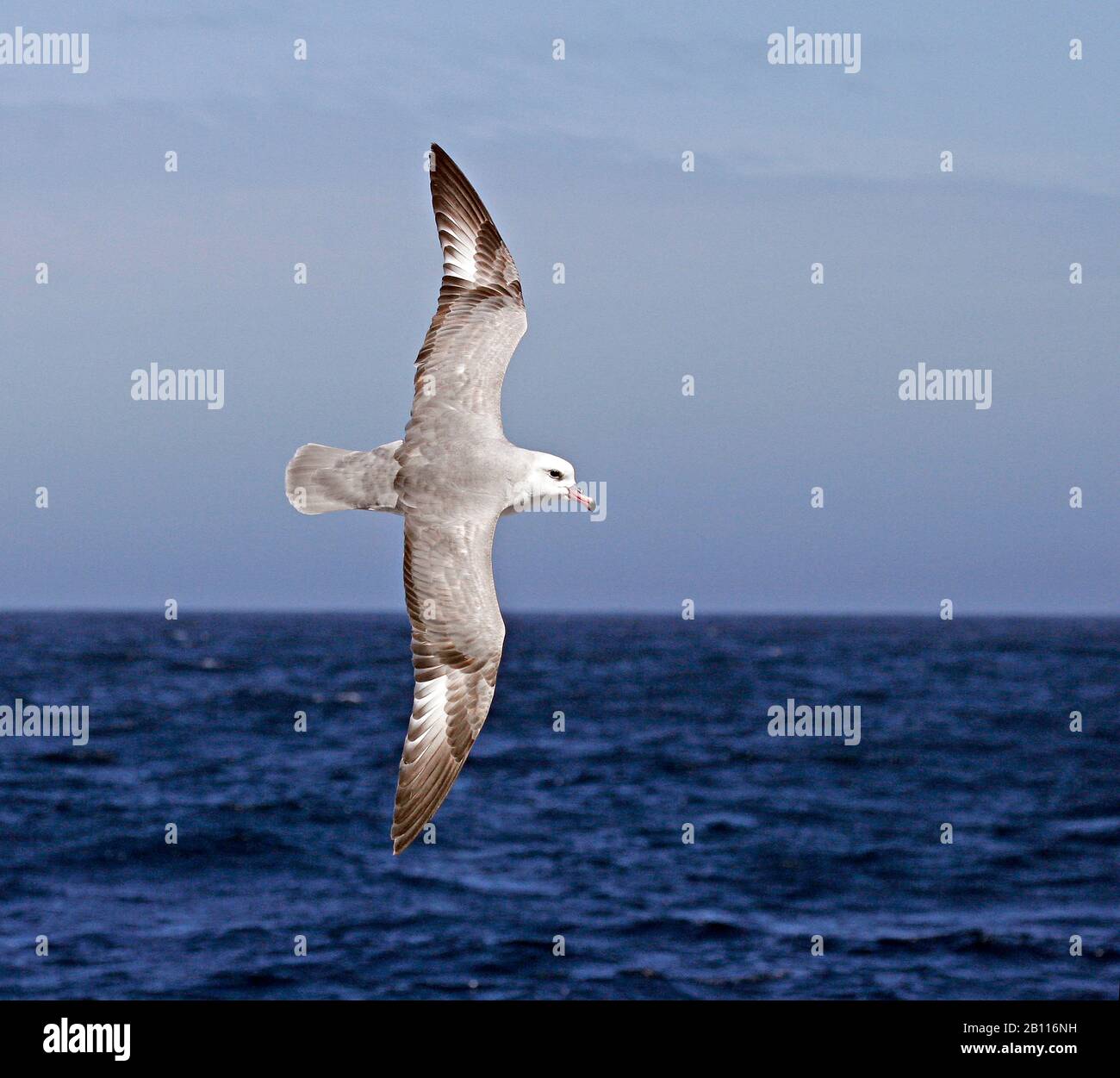 southern fulmar (Fulmarus glacialoides), flying over the souther ...