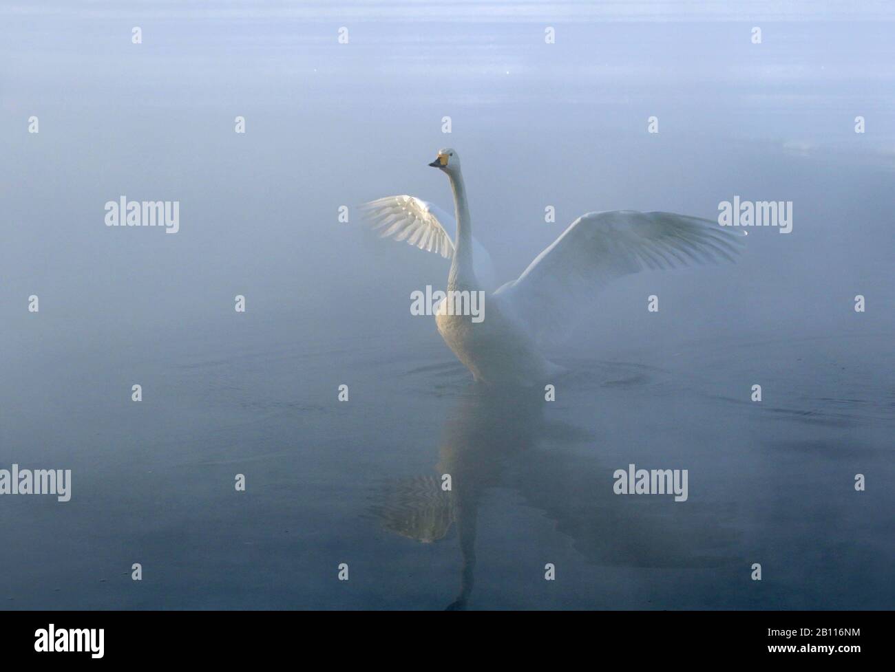 Whooper swan flap hi-res stock photography and images - Alamy