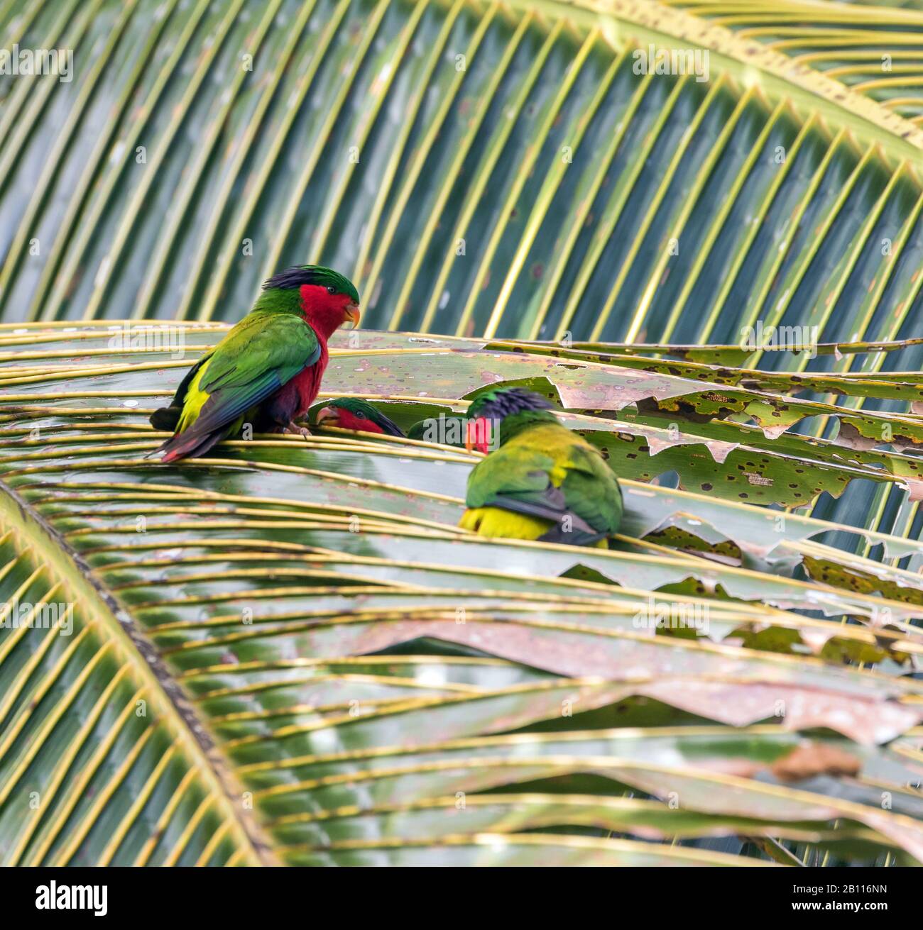 Endemic palm trees hi-res stock photography and images - Alamy