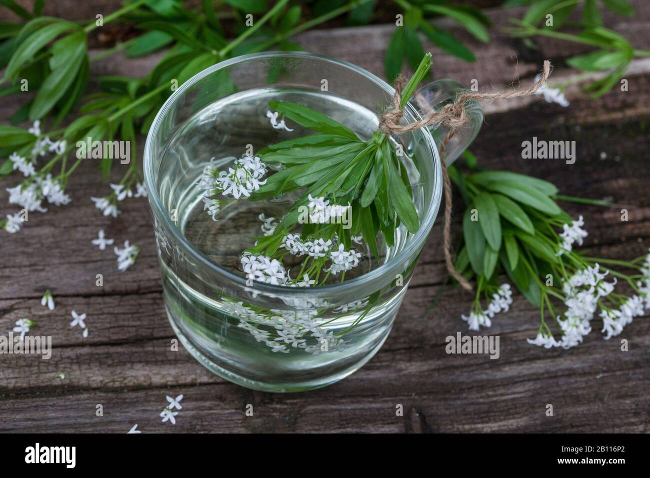 sweet woodruff (Galium odoratum), tee made from sweet woodruff, Germany ...