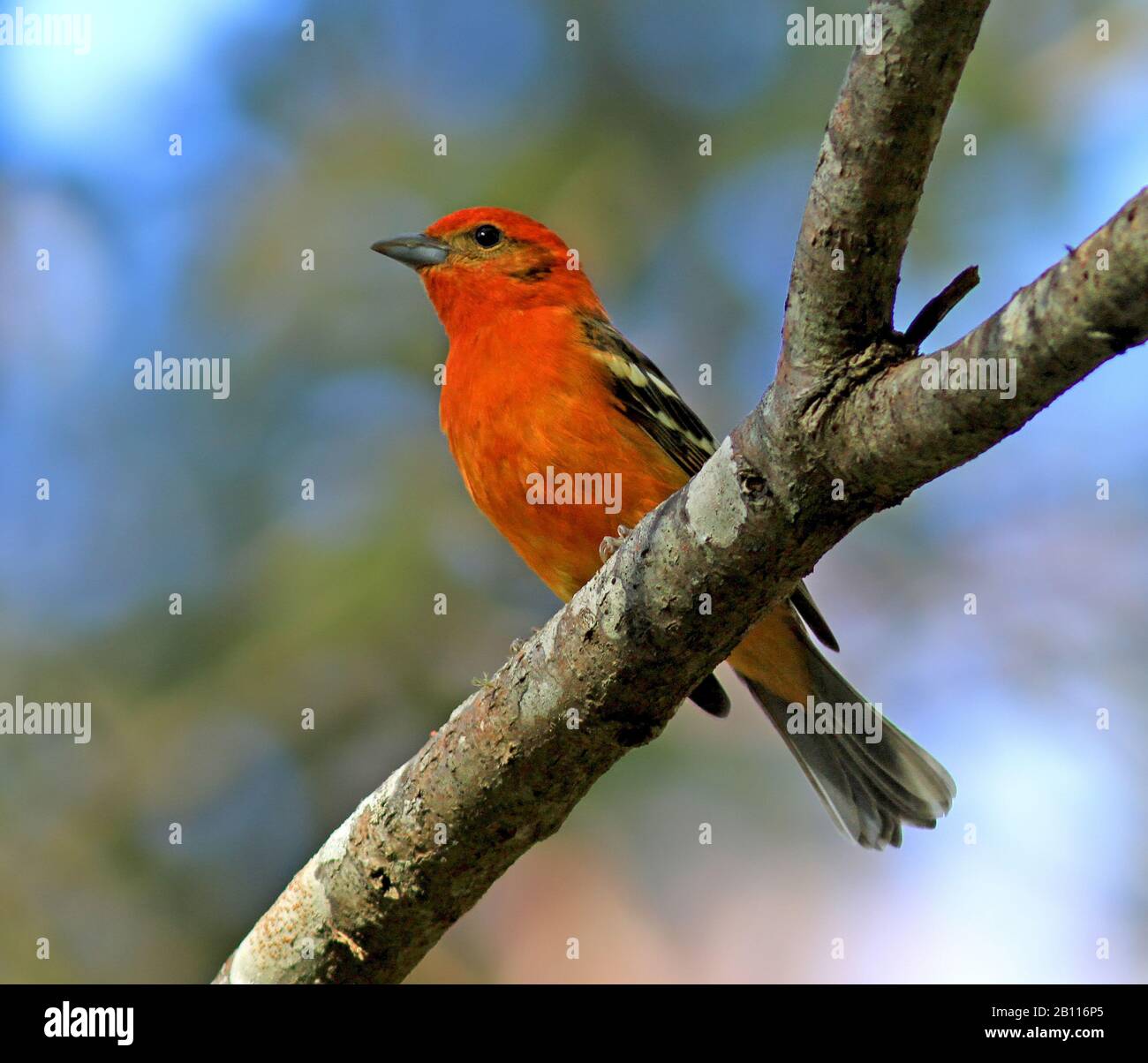 flame-coloured tanager (Piranga bidentata), sits on a branch, Mexico ...