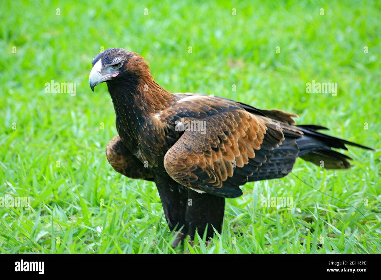 Wedge tailed eagle, Australian native eagle Stock Photo - Alamy