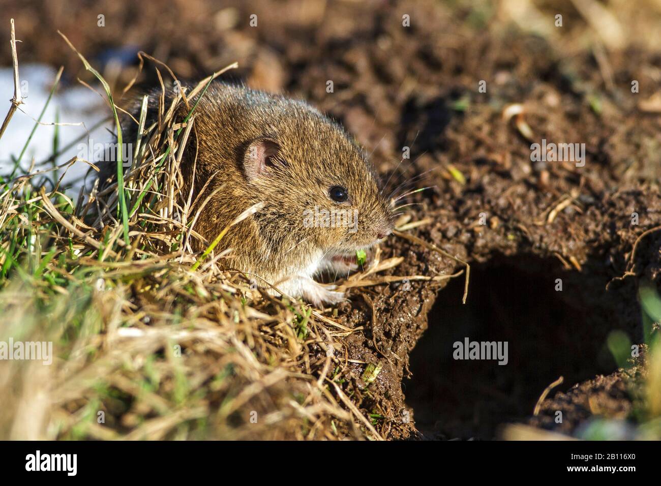 common vole (Microtus arvalis), at a mousehole, side view, Germany ...