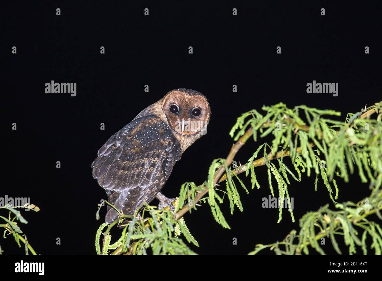 Grenada wildlife and animals hi-res stock photography and images - Alamy