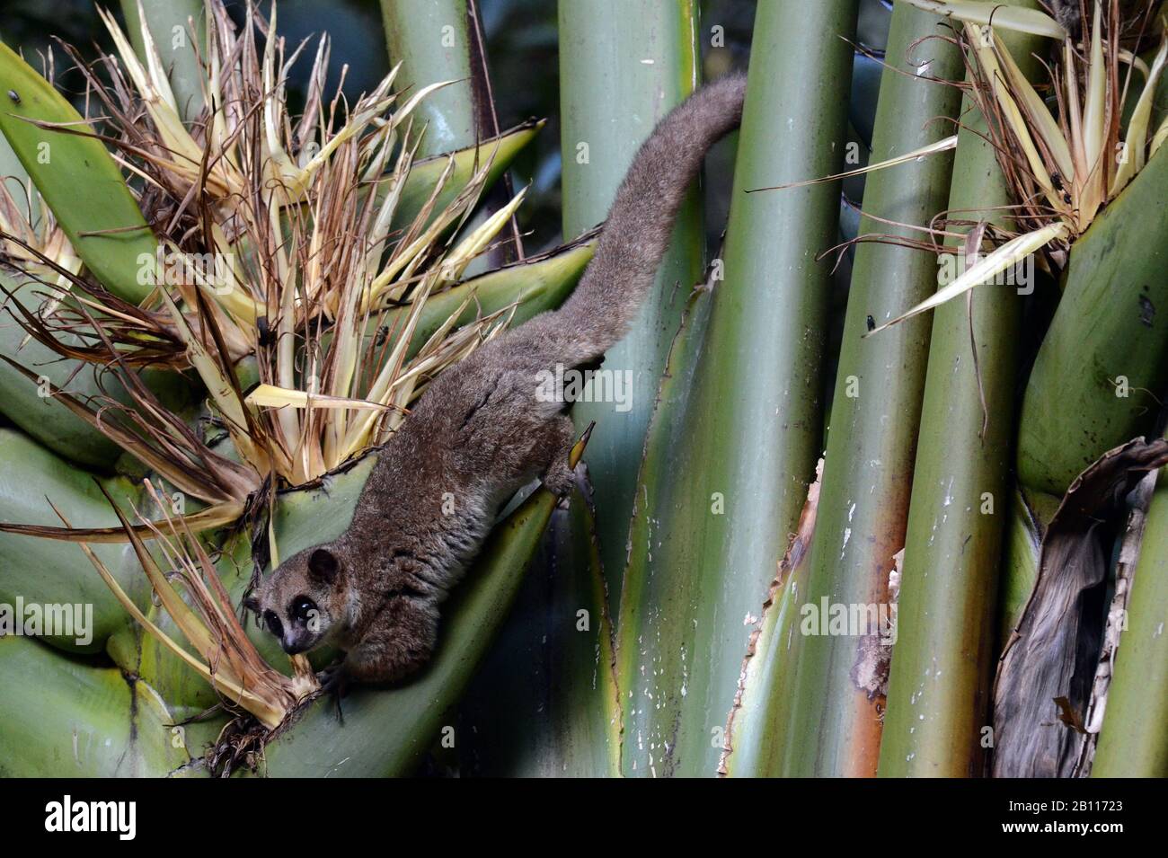 Furry-eared Dwarf Lemur, Crossley's Katmaki (Cheirogaleus crossleyi ...
