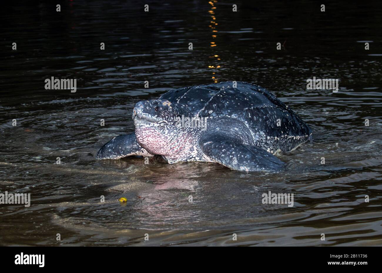 Leatherback sea turtles side view hi-res stock photography and images ...