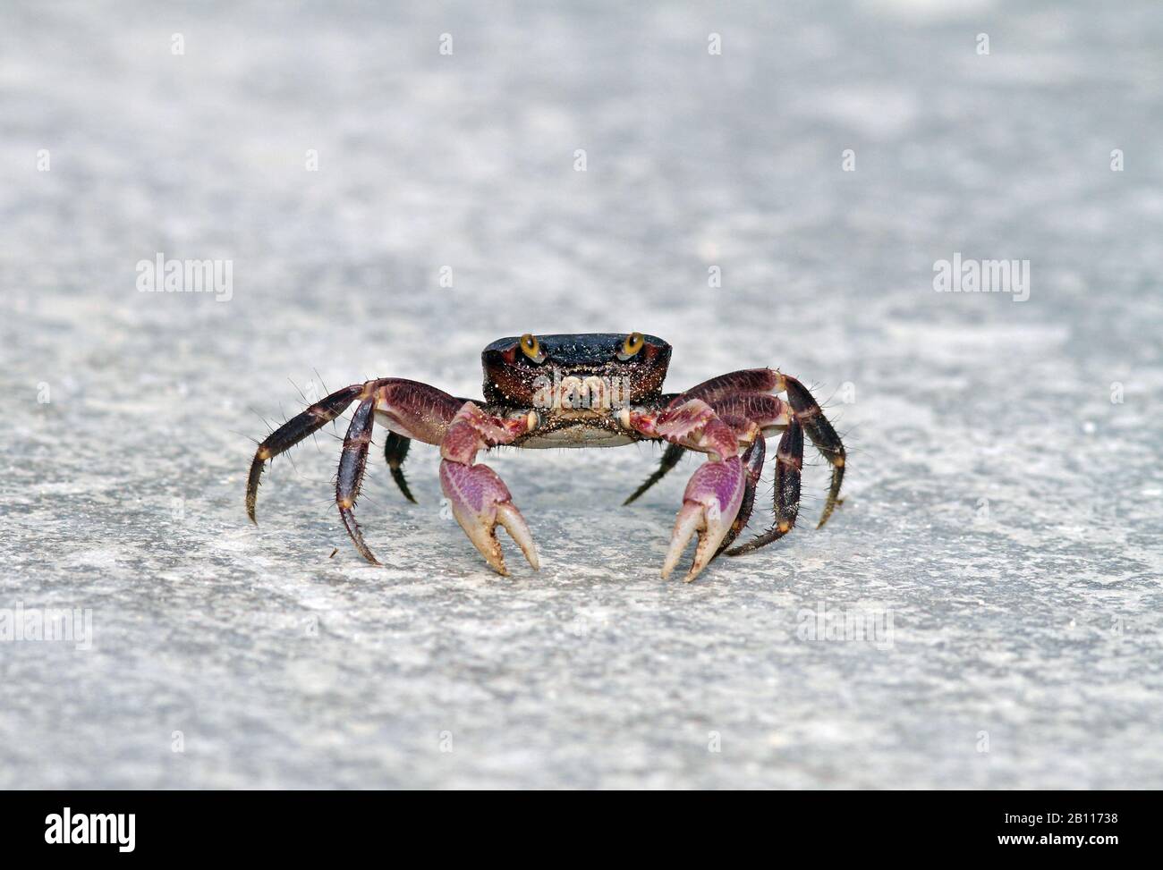 mudflat fiddler (Uca rapax), on the beach, front view, Christmas Island ...