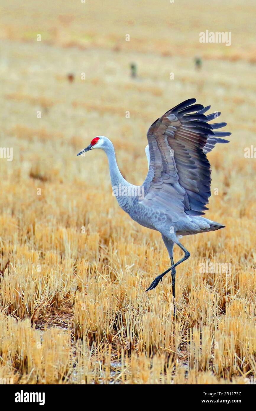 sandhill crane (Grus canadensis, Antigone canadensis), on a stubble ...