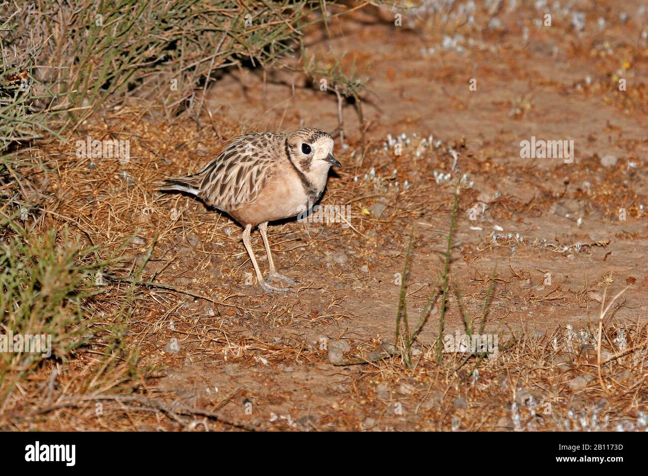 Australian wild animals hi-res stock photography and images - Alamy