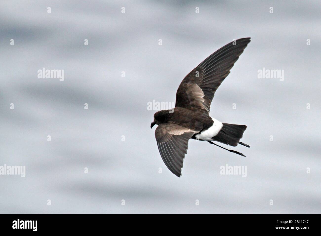 Elliot's storm petrel (Oceanites gracilis), in flight over the pacific ...