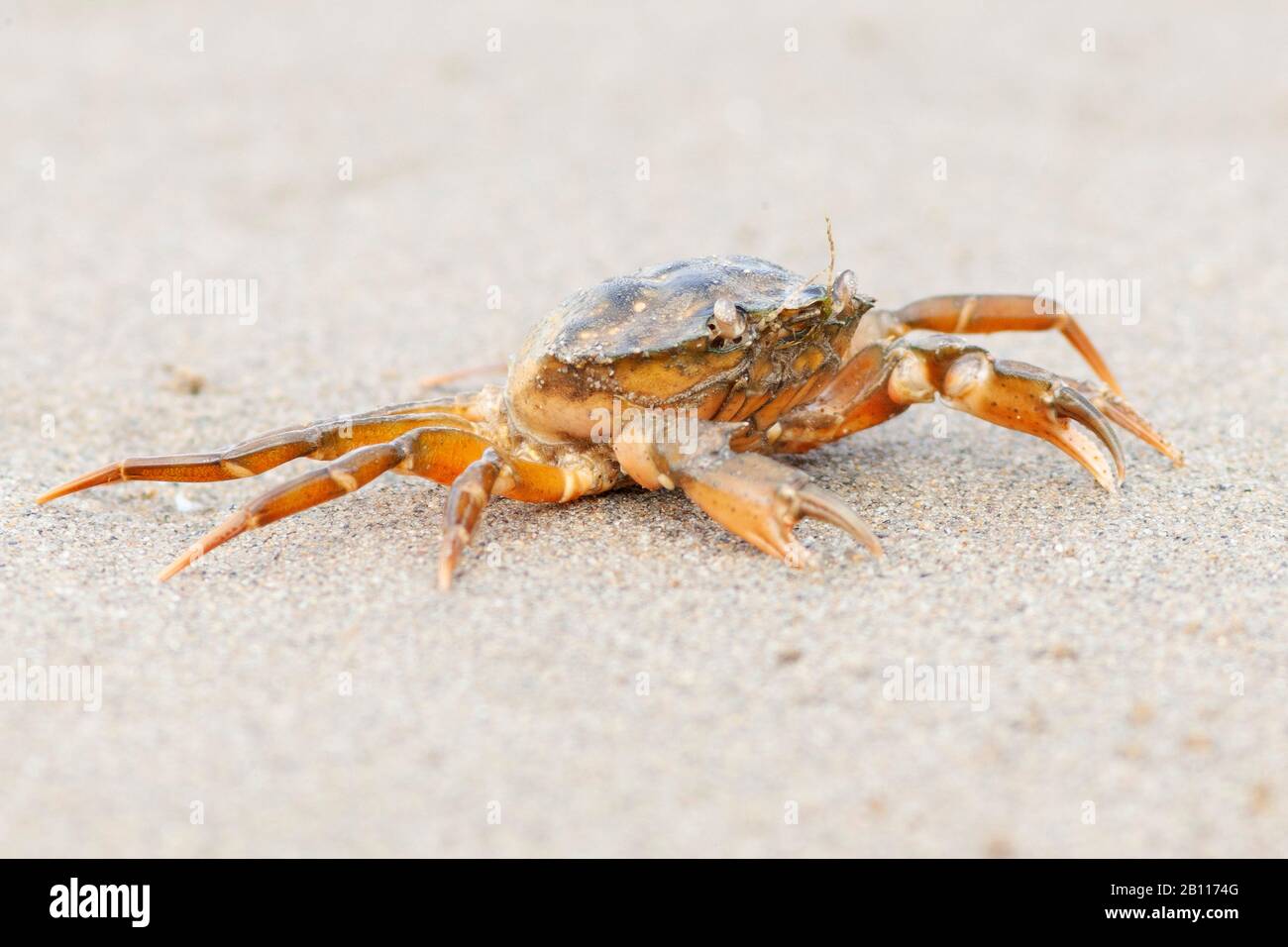 Green shore crab, Green crab, North Atlantic shore crab (Carcinus ...