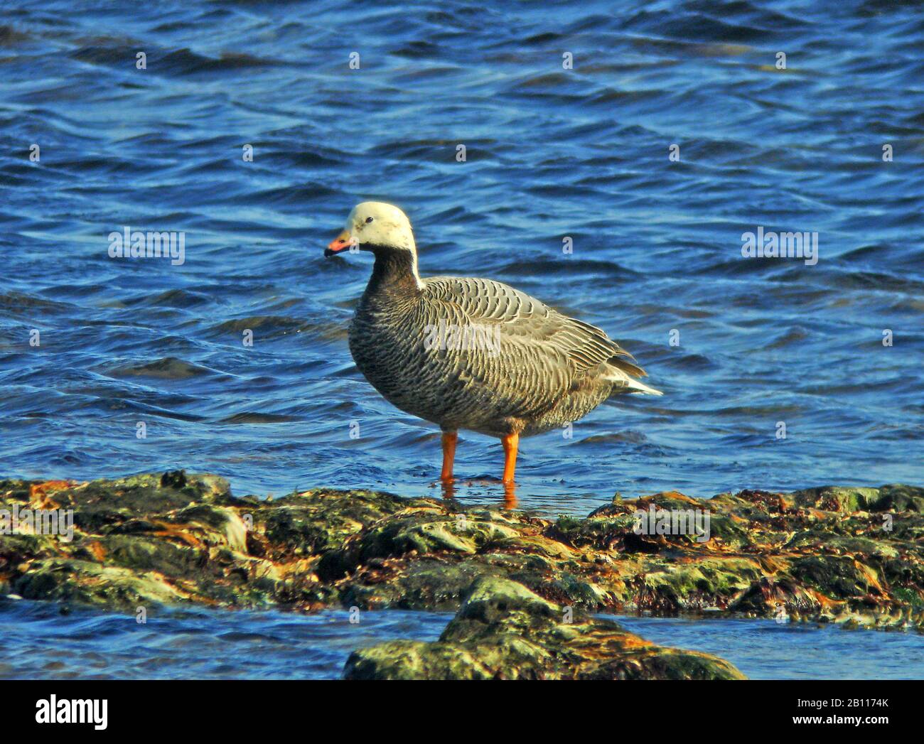empeor goose (Anser canagicus), standing on the waterfront, side view ...