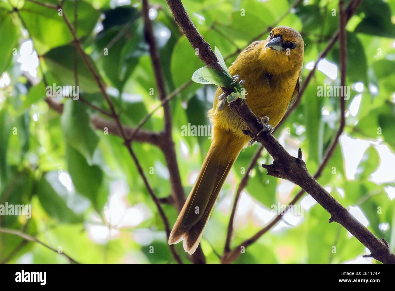 Oriole bird montserrat hi-res stock photography and images - Alamy