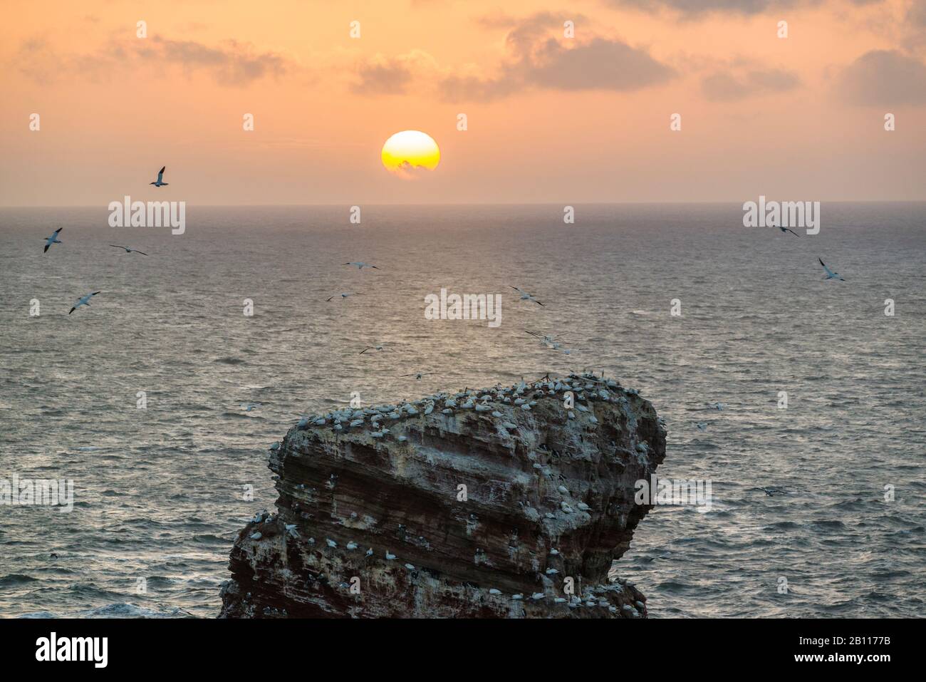 "Lange Anna" rock formation with northern gannets at sunset, Helgoland ...