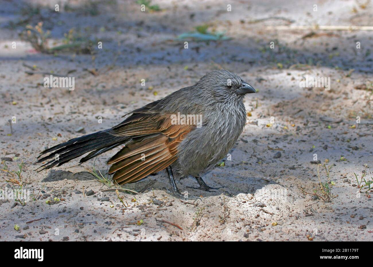 apostle bird (Struthidea cinerea), on the ground, Australia Stock Photo ...