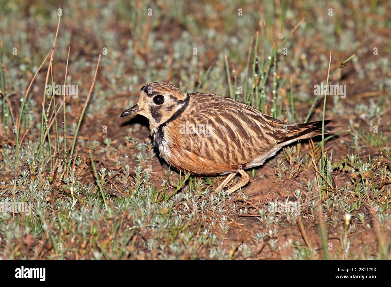 Australian plover (Peltohyas australis), night picture, Australia Stock ...
