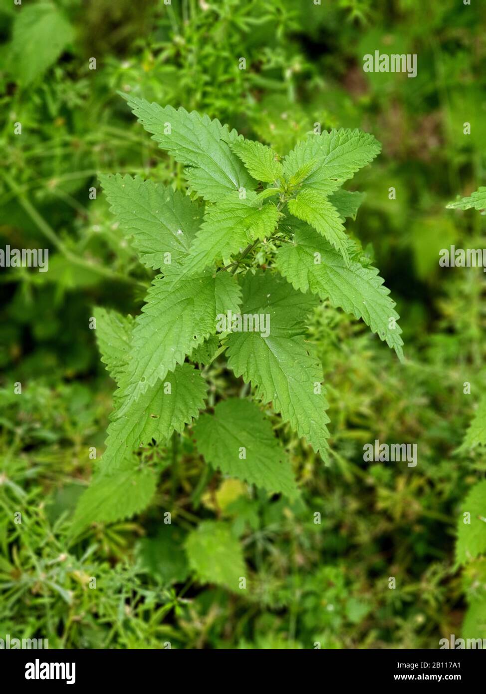 stinging nettle (Urtica dioica), blooming, Germany Stock Photo - Alamy