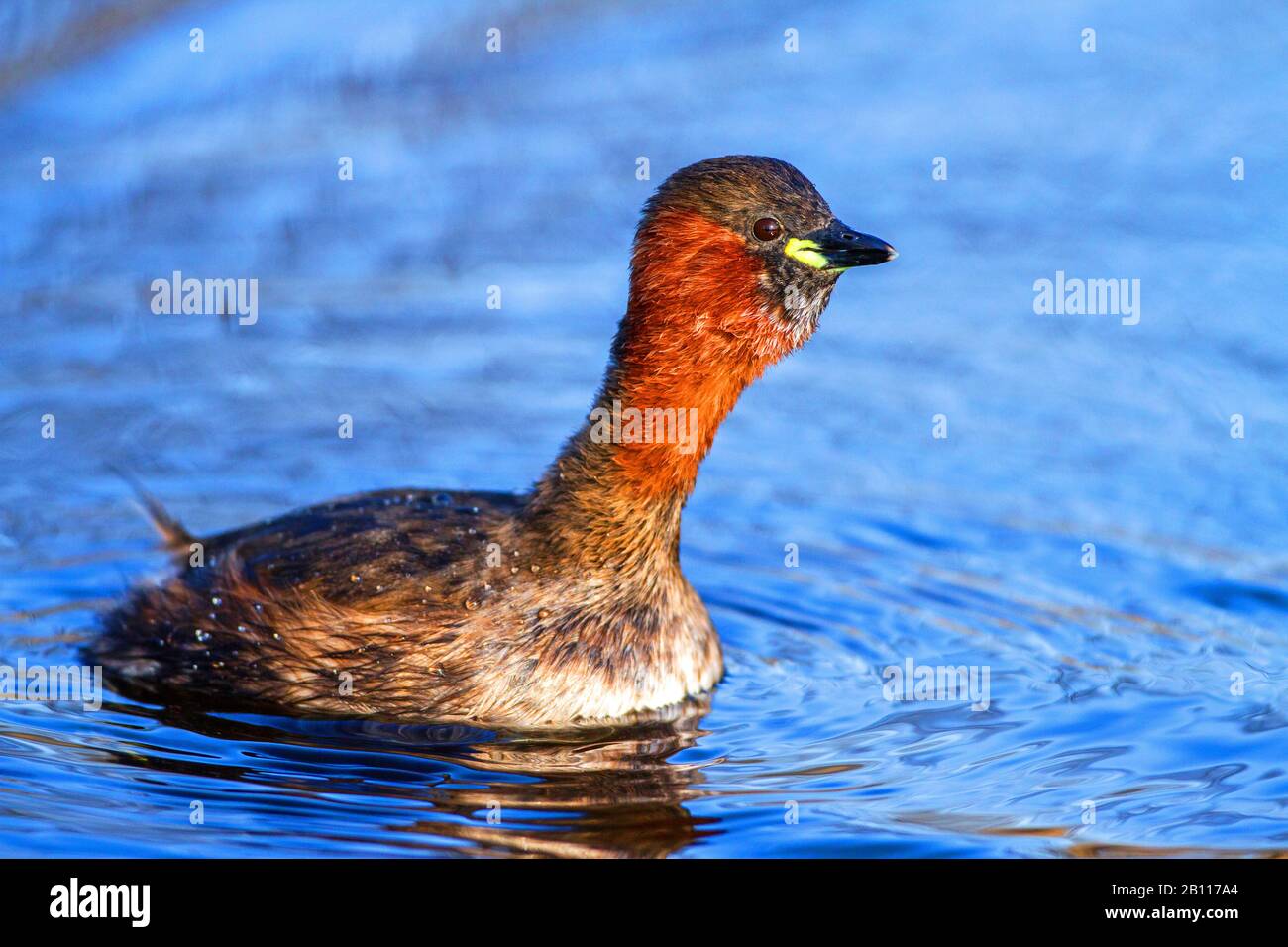 little grebe (Podiceps ruficollis, Tachybaptus ruficollis), swimming ...