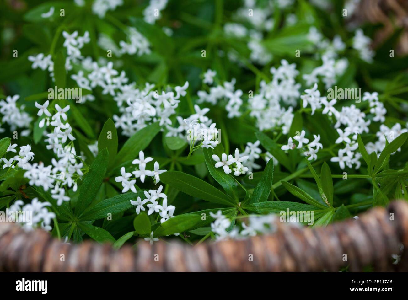 sweet woodruff (Galium odoratum), harvesting of sweet woodruff, Germany ...