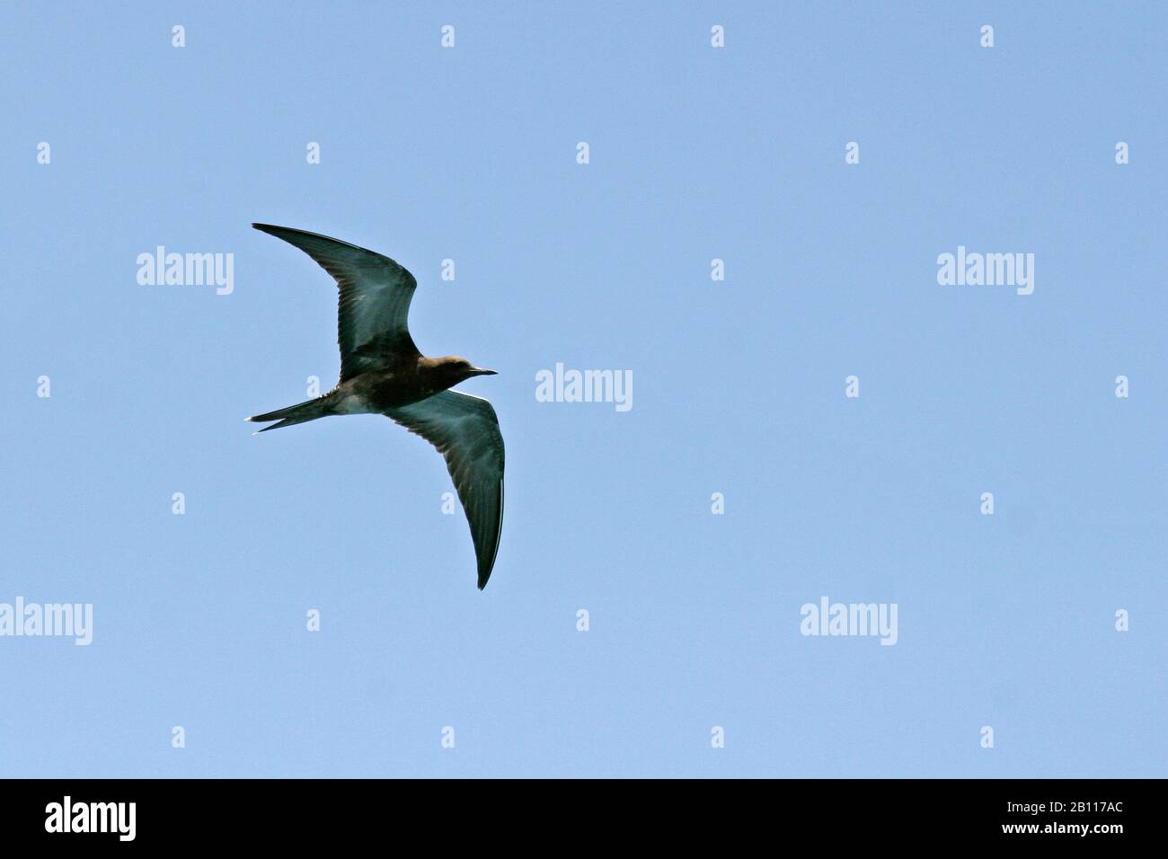 sooty tern (Sterna fuscata, Onychoprion fuscatus), Immature in flight ...
