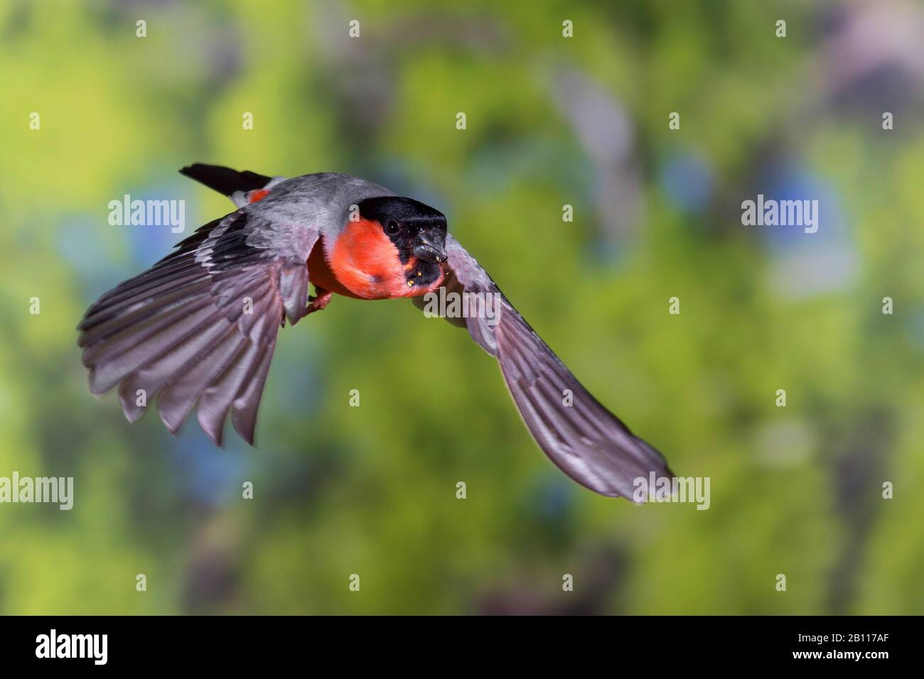 bullfinch, Eurasian bullfinch, northern bullfinch (Pyrrhula pyrrhula ...