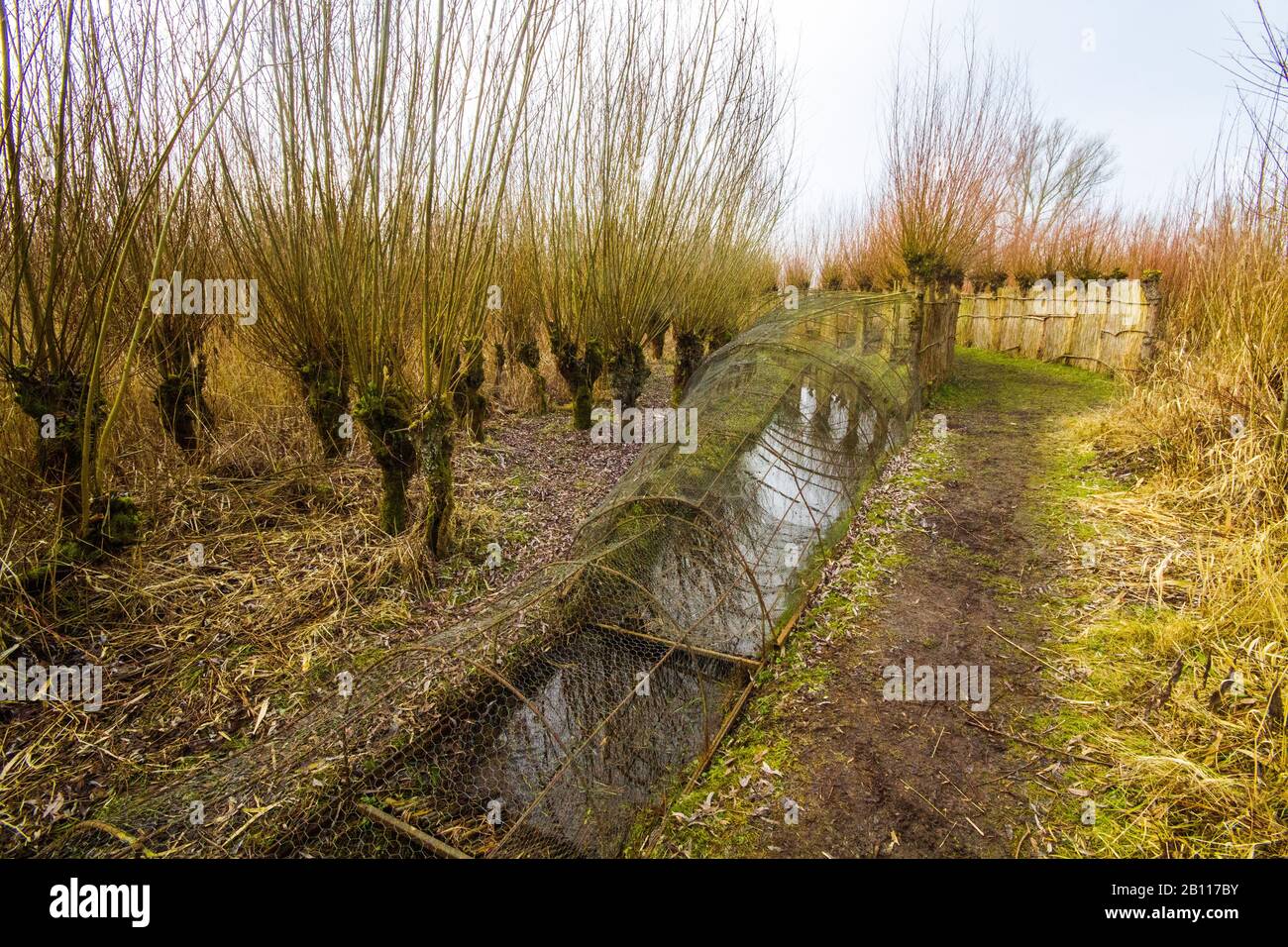 Duck decoy, Netherlands, South Holland, De Biesbosch National Park ...