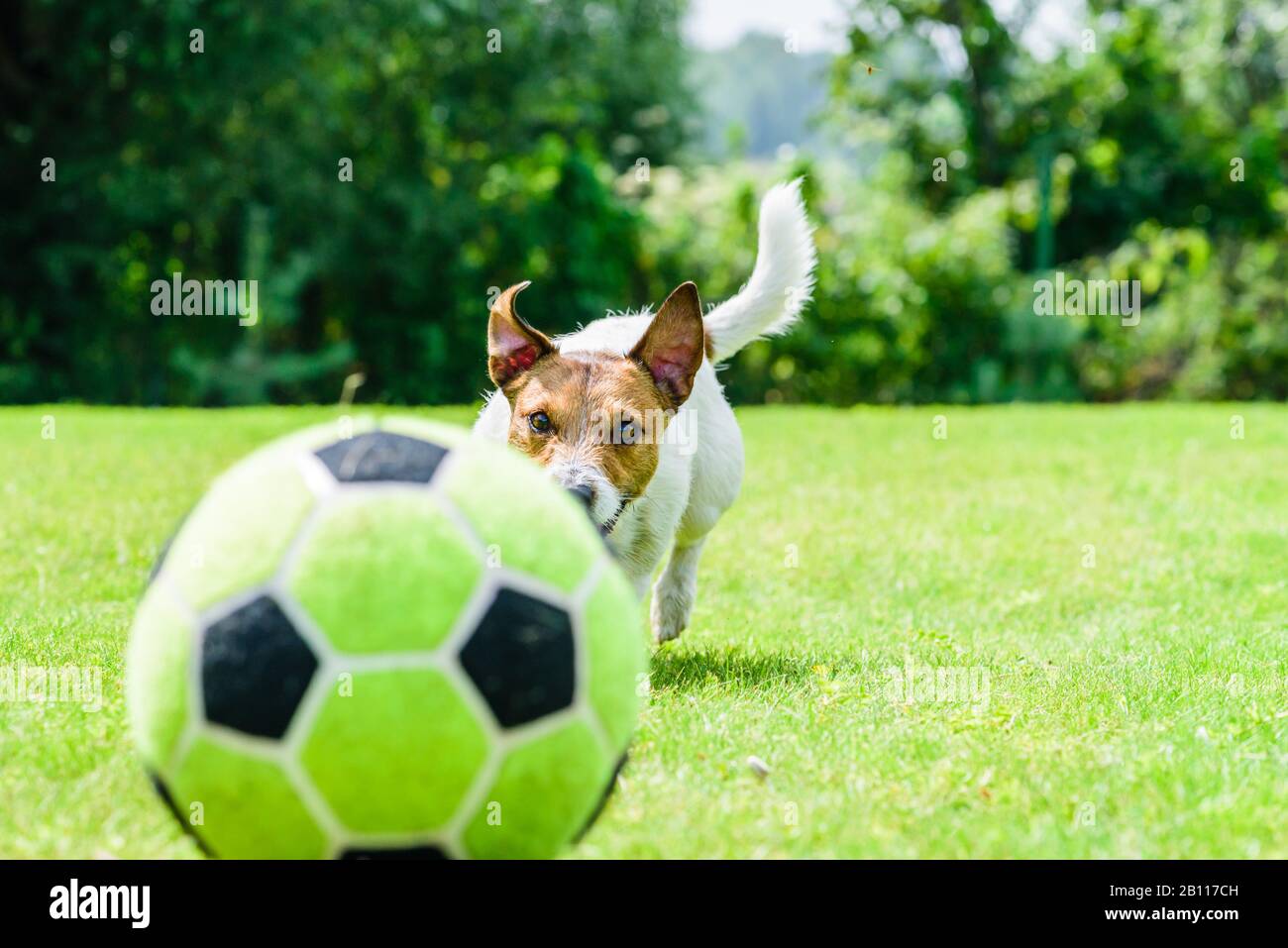 Dog chasing football (soccer) ball playing at backyard lawn Stock Photo ...