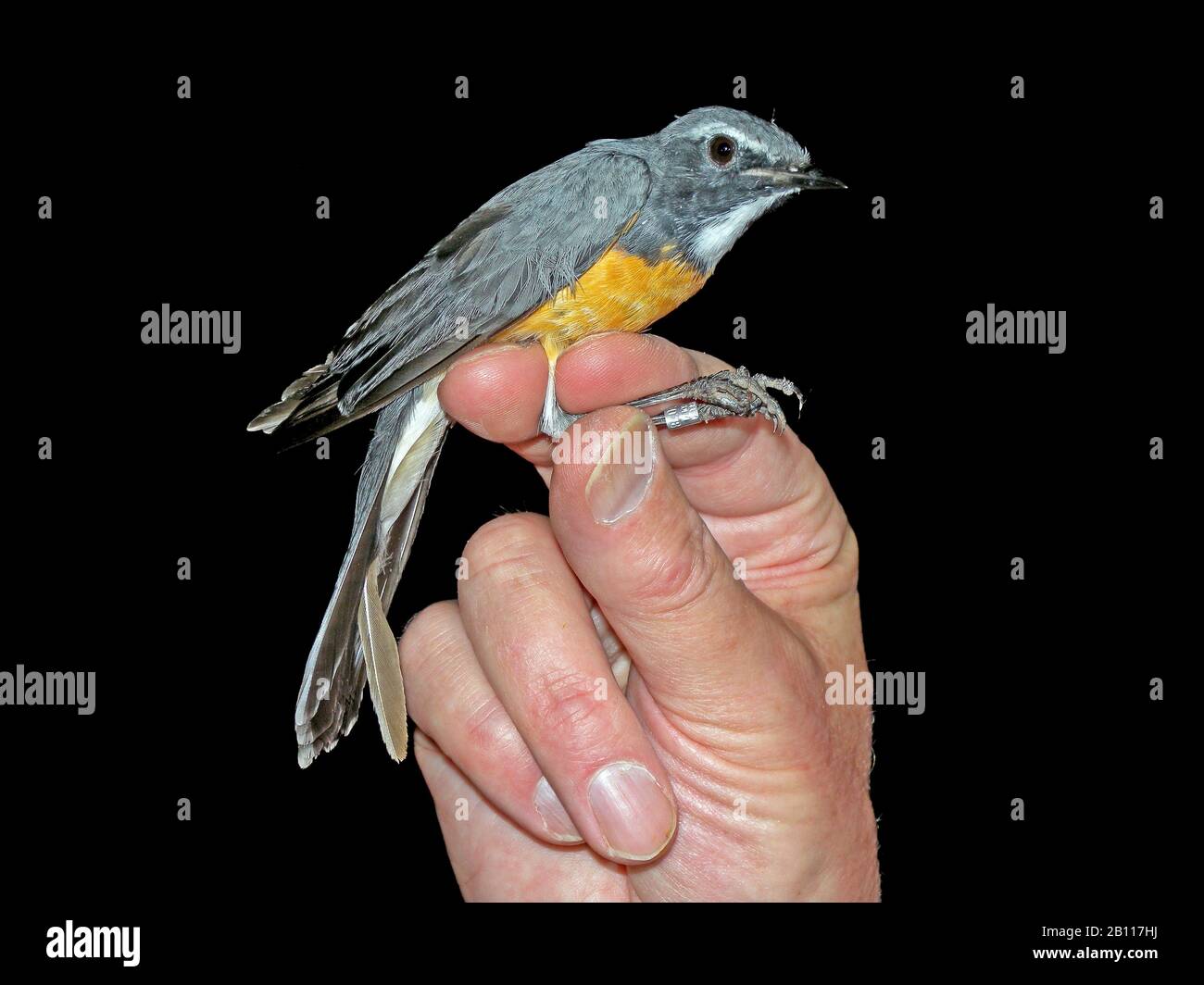 White-throated robin (Irania gutturalis, Irania gutteralis), newly ...