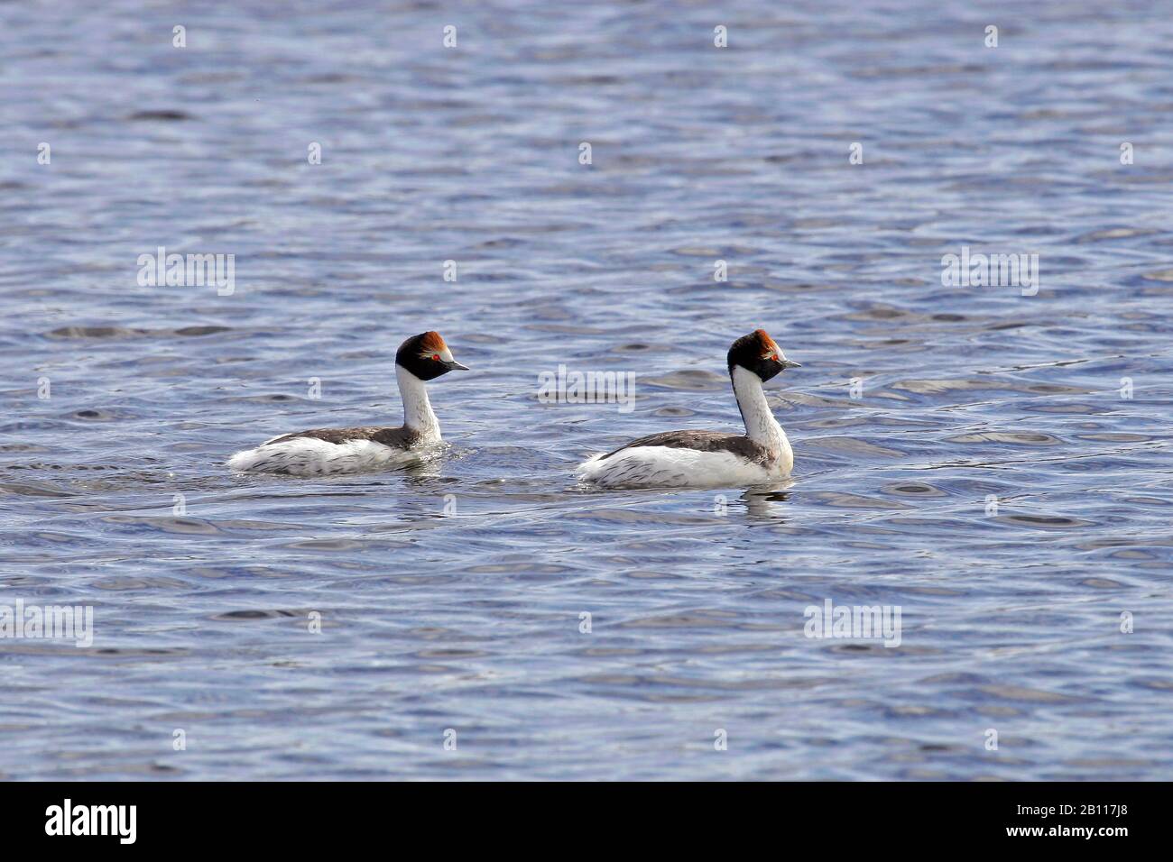 Hooded grebe pair hi-res stock photography and images - Alamy