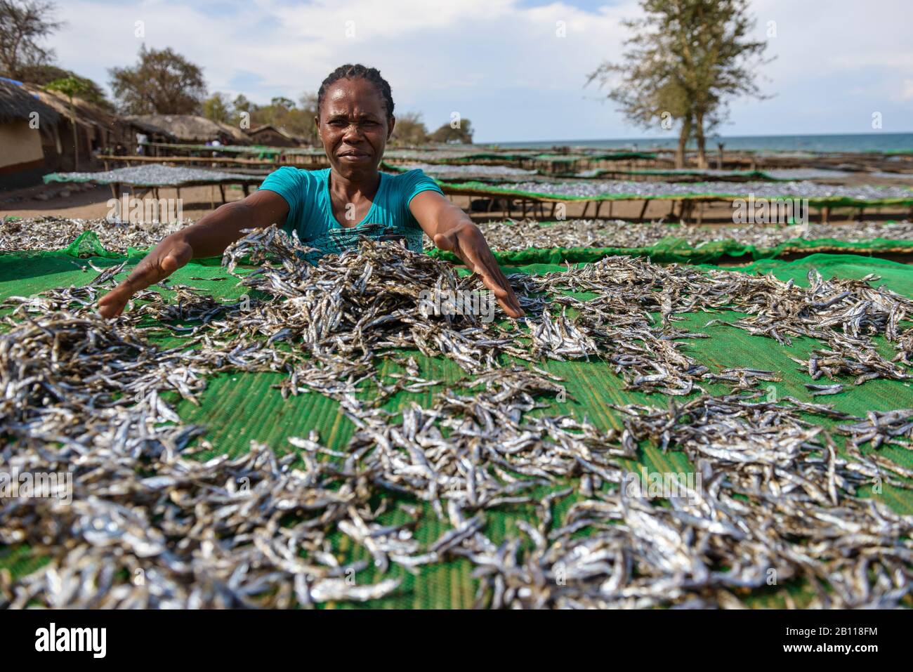 Woman lays fish out to dry on a fish market on Lake Malawi, Malawi ...