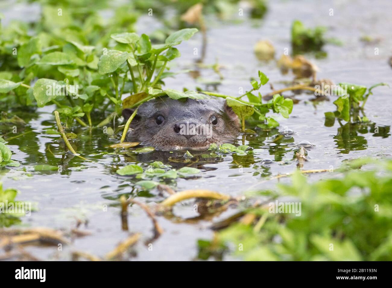 Common Otter (Lutra lutra Stock Photo - Alamy
