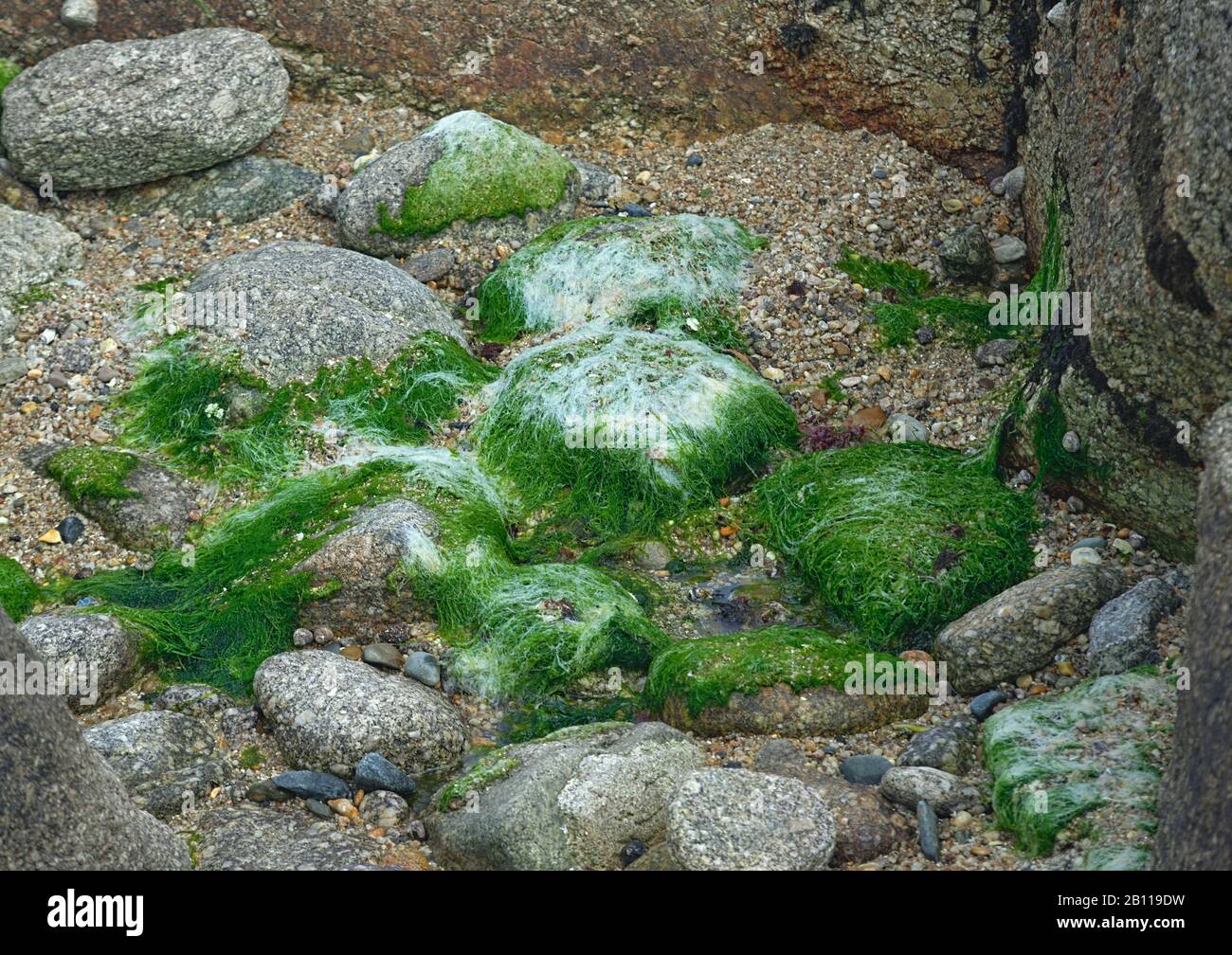 Green algae on rocky surface near ocean shore Stock Photo - Alamy