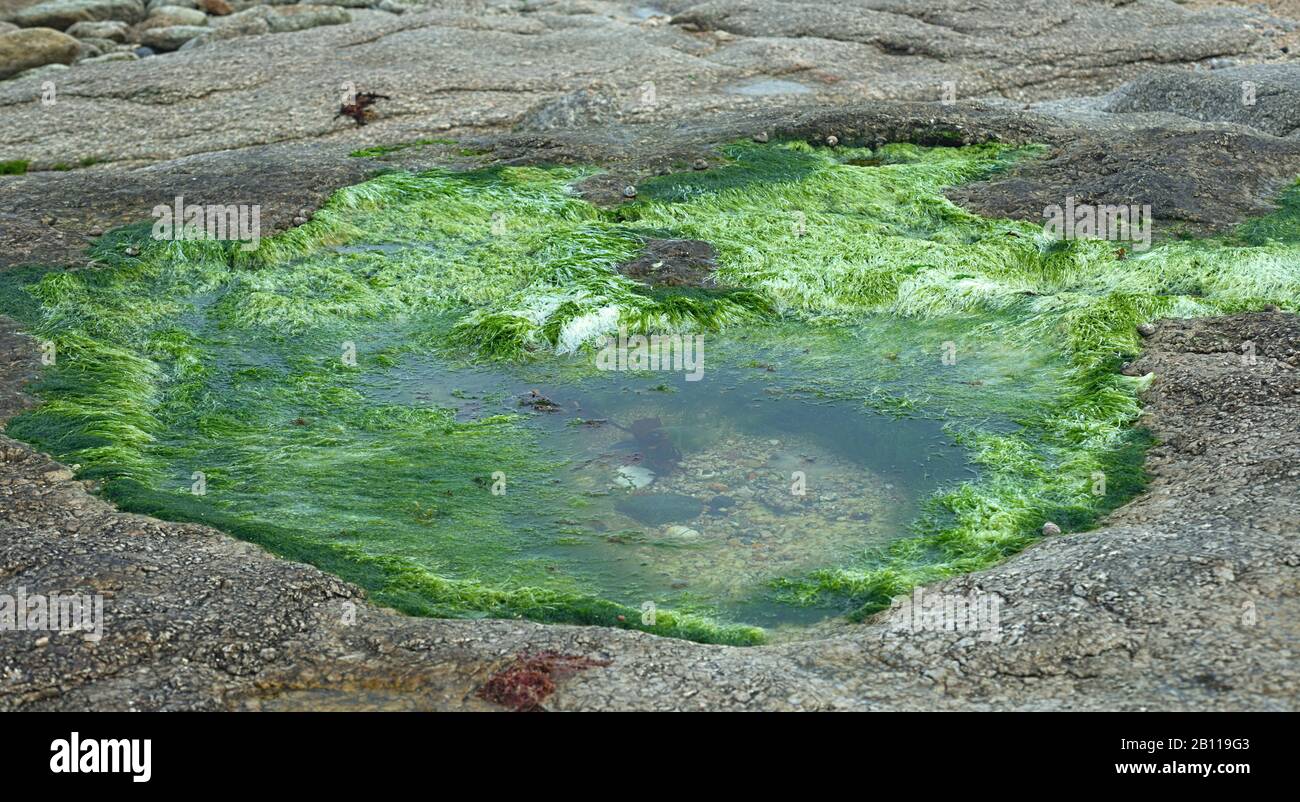Green algae on rocky hi-res stock photography and images - Alamy