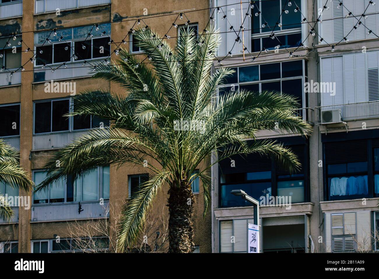 Tel Aviv Israel February 21, 2020 View of palm tree growing in the ...