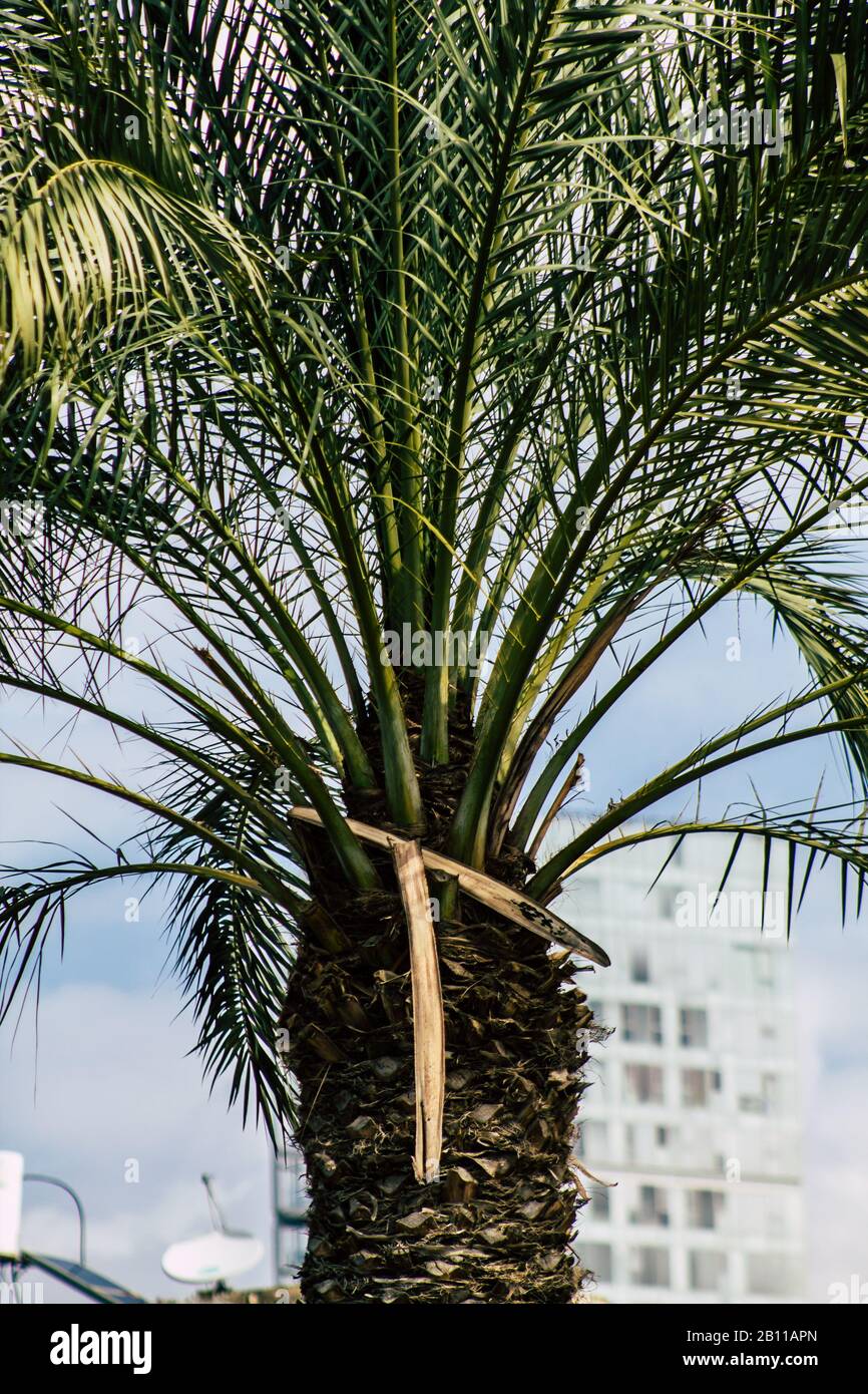 Tel Aviv Israel February 21, 2020 View of palm tree growing in the ...