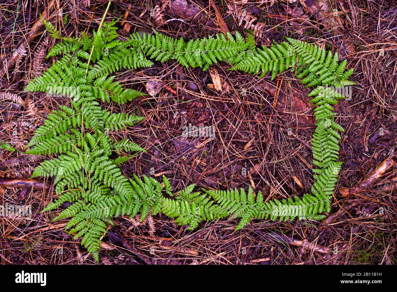 Nature background with border made from fern leaves arranged in ...