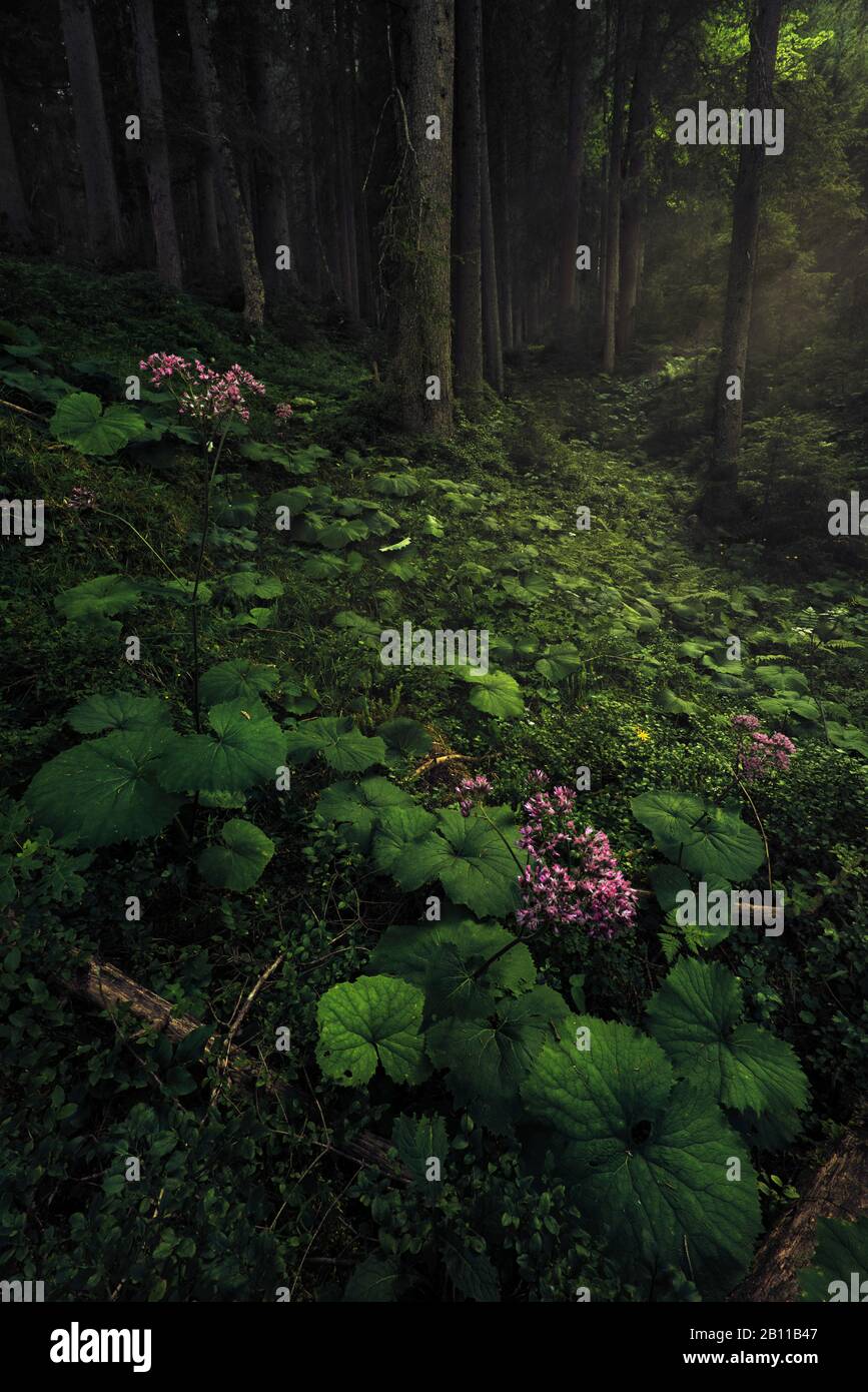 Forest clearing sinister hi-res stock photography and images - Alamy