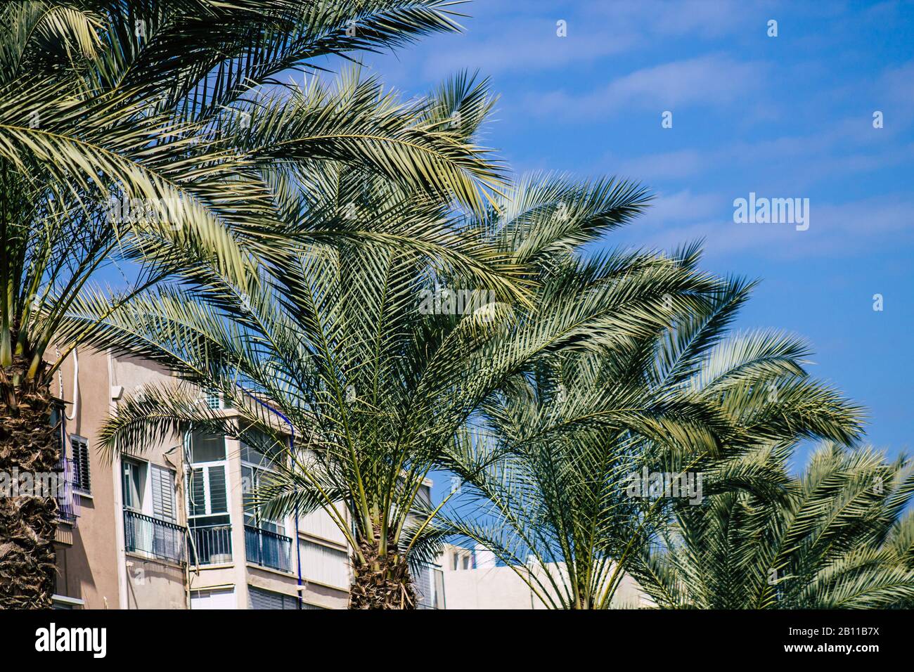 Tel Aviv Israel February 21, 2020 View of palm tree growing in the ...