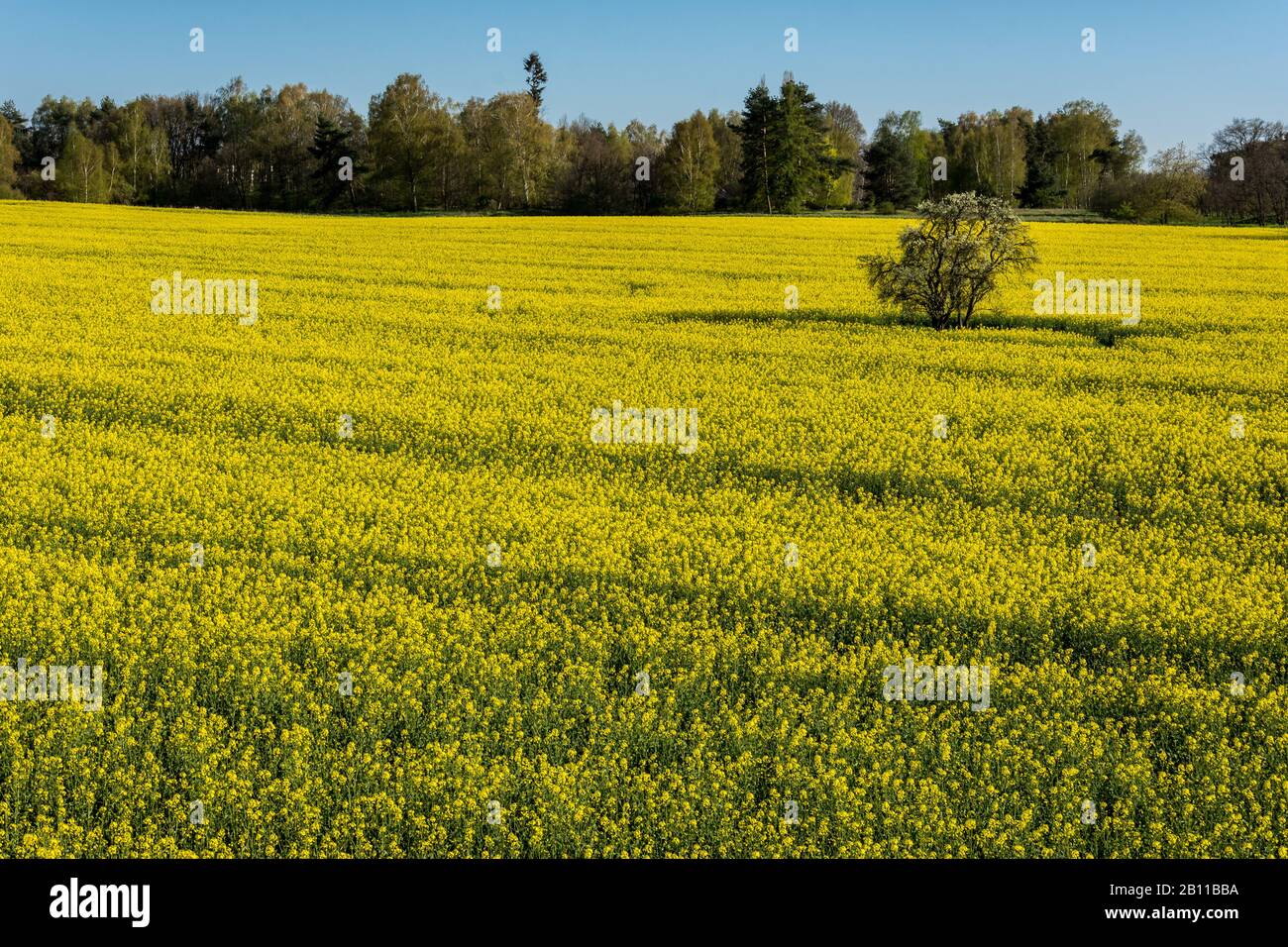 blooming yellow canola field with a single tree Stock Photo - Alamy