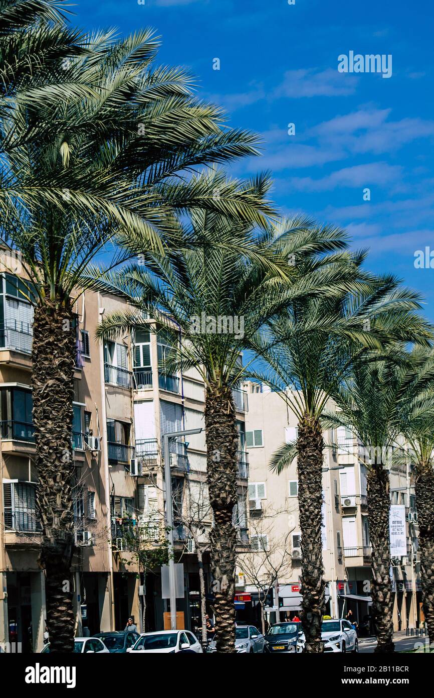 Tel Aviv Israel February 21, 2020 View of palm tree growing in the ...