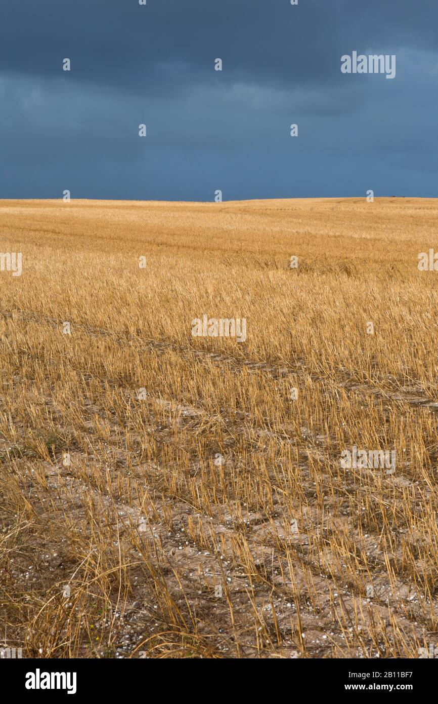 Wheat paddock australia hi-res stock photography and images - Alamy