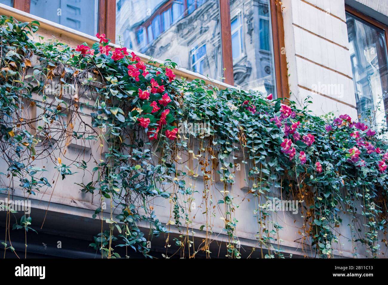 wonderful flowers hanging from the window of the building Stock Photo ...