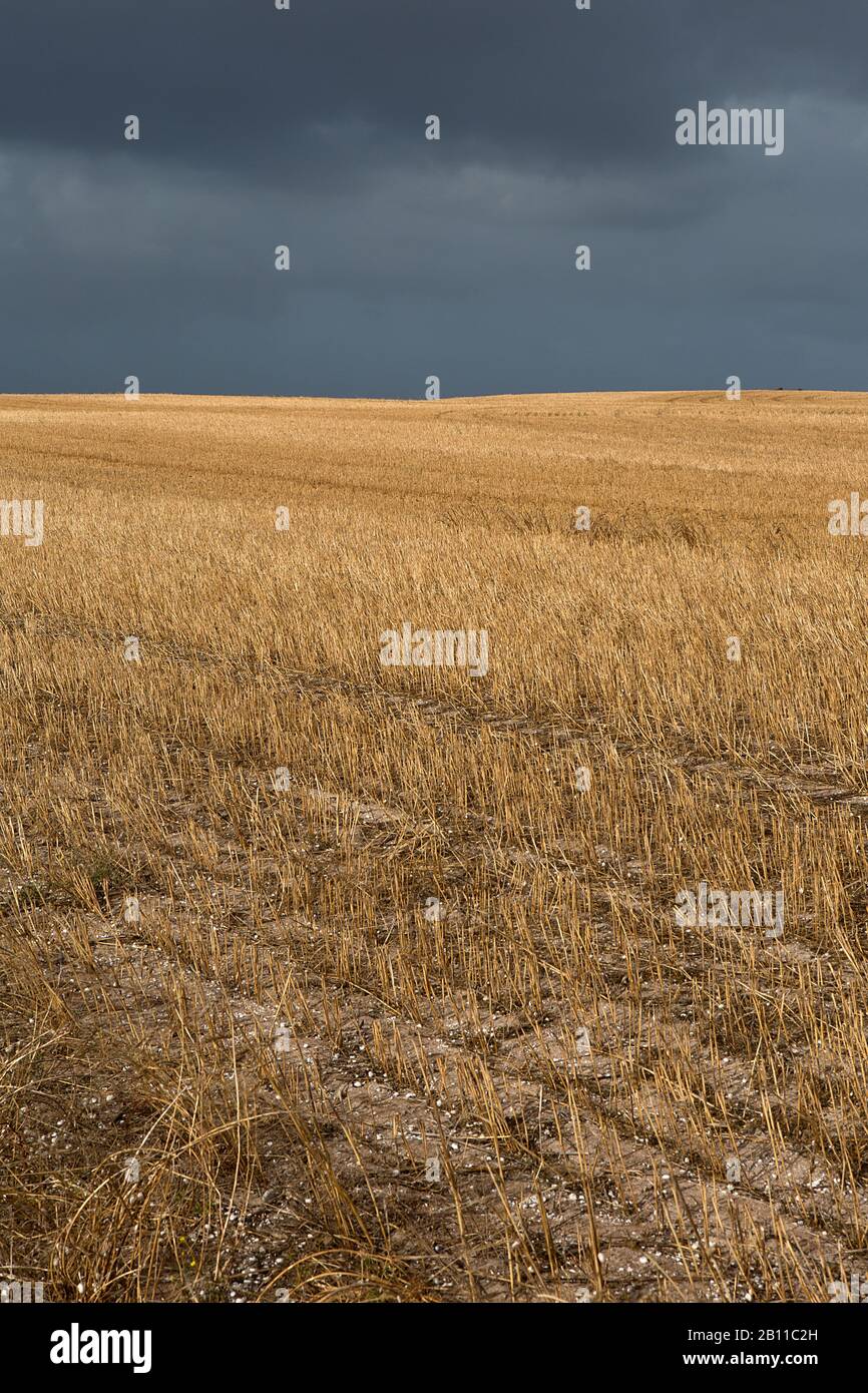 Wheat paddock australia hi-res stock photography and images - Alamy