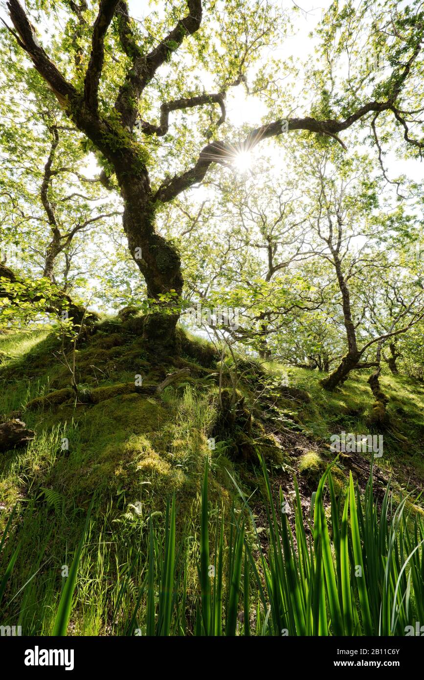 Gnarled trees hi-res stock photography and images - Alamy