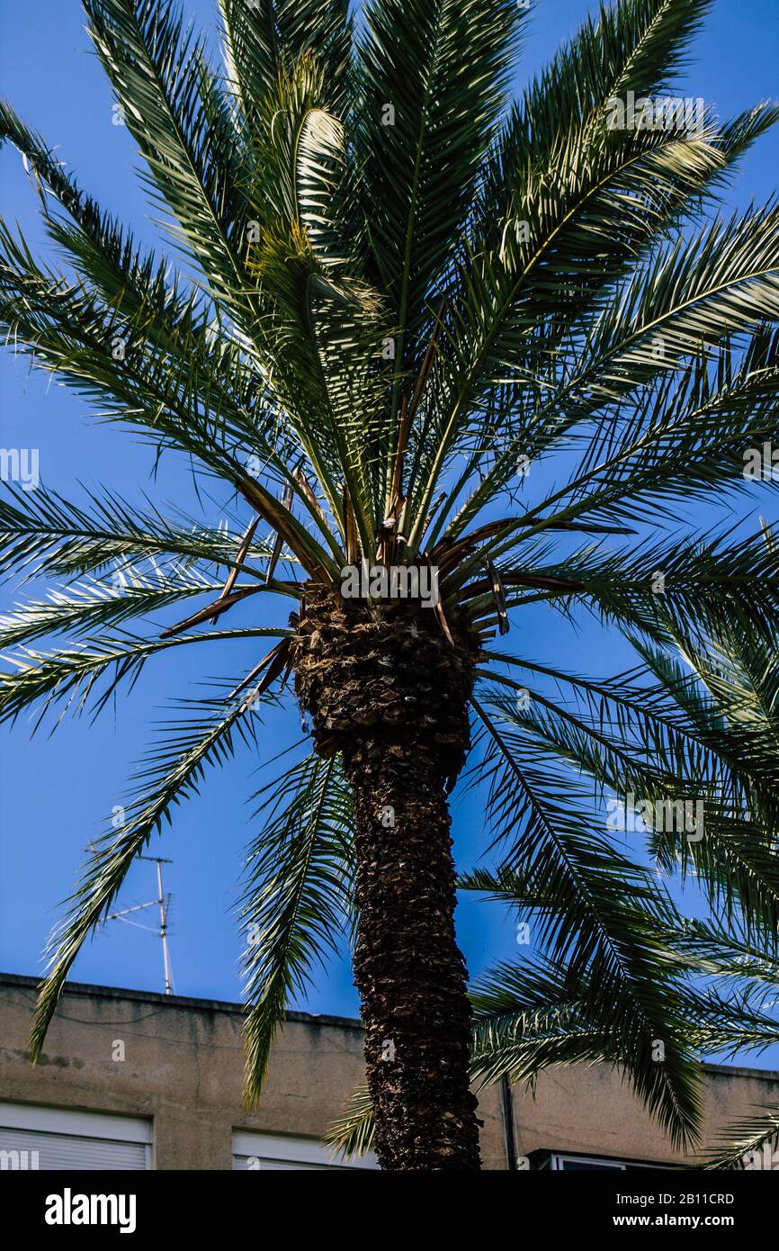 Tel Aviv Israel February 21, 2020 View of palm tree growing in the ...