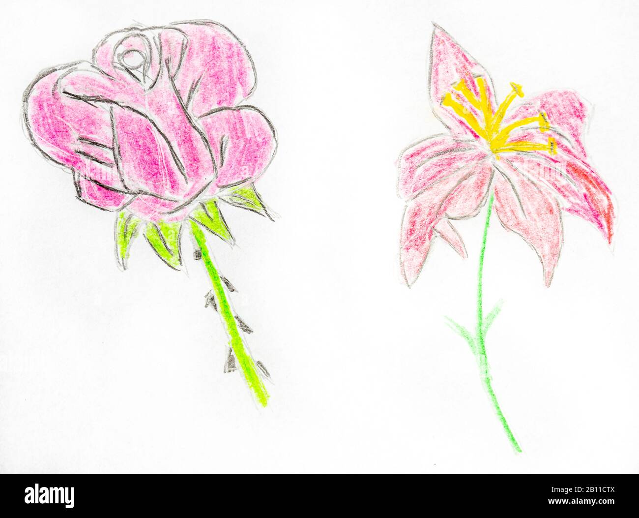 Flower drawing on white background Stock Photo - Alamy