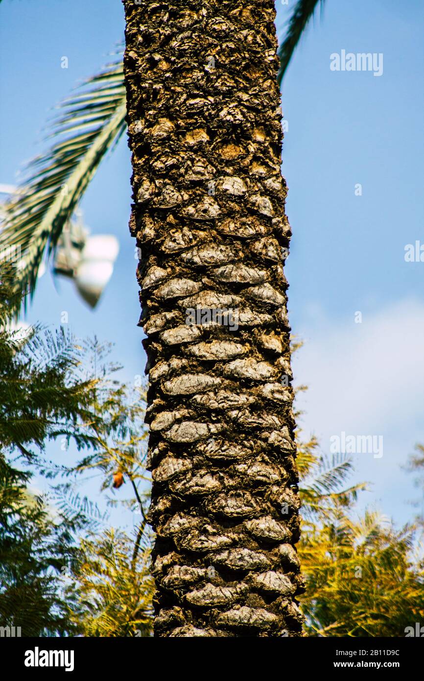 Tel Aviv Israel February 21, 2020 View of palm tree growing in the ...