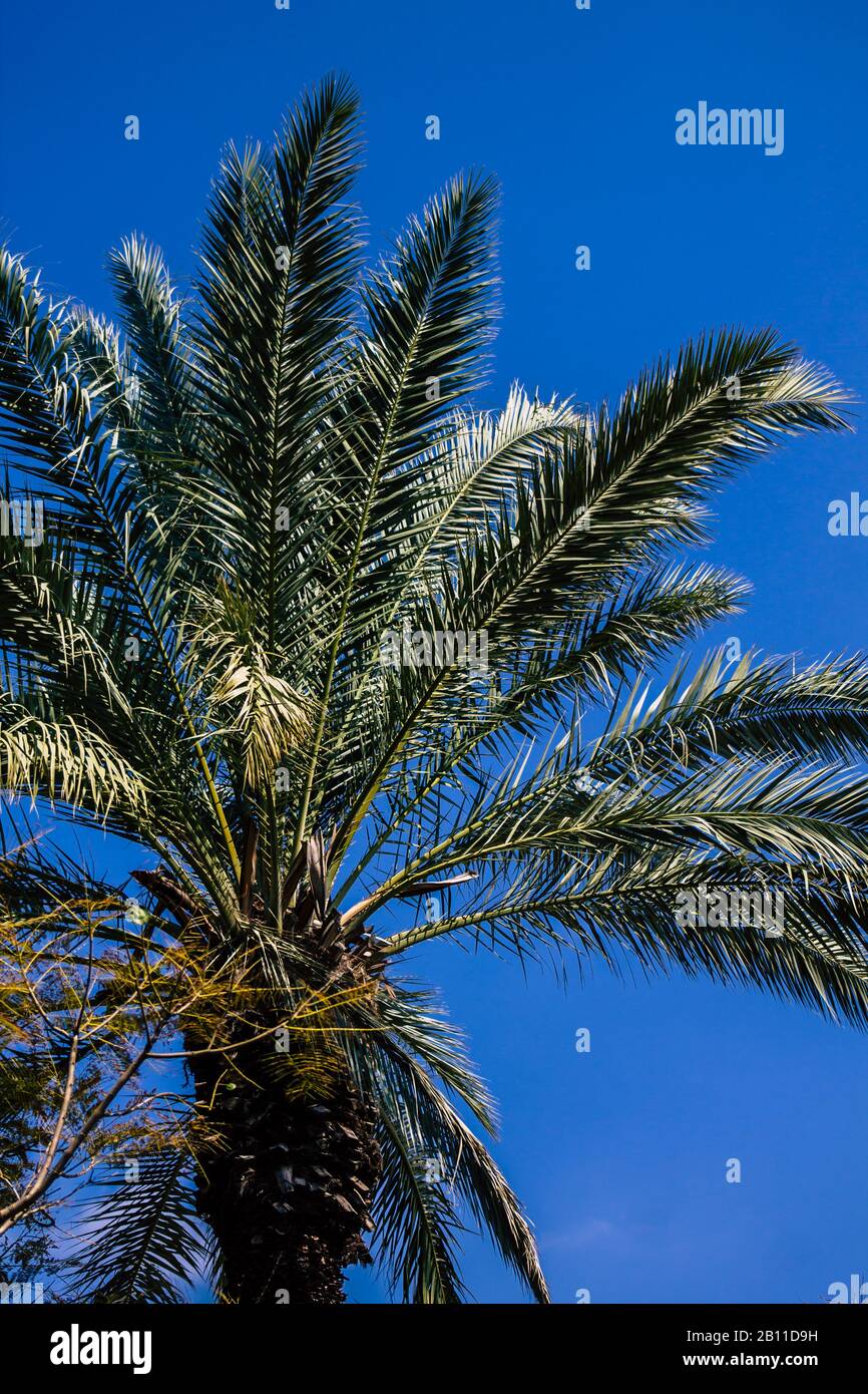 Tel Aviv Israel February 21, 2020 View of palm tree growing in the ...