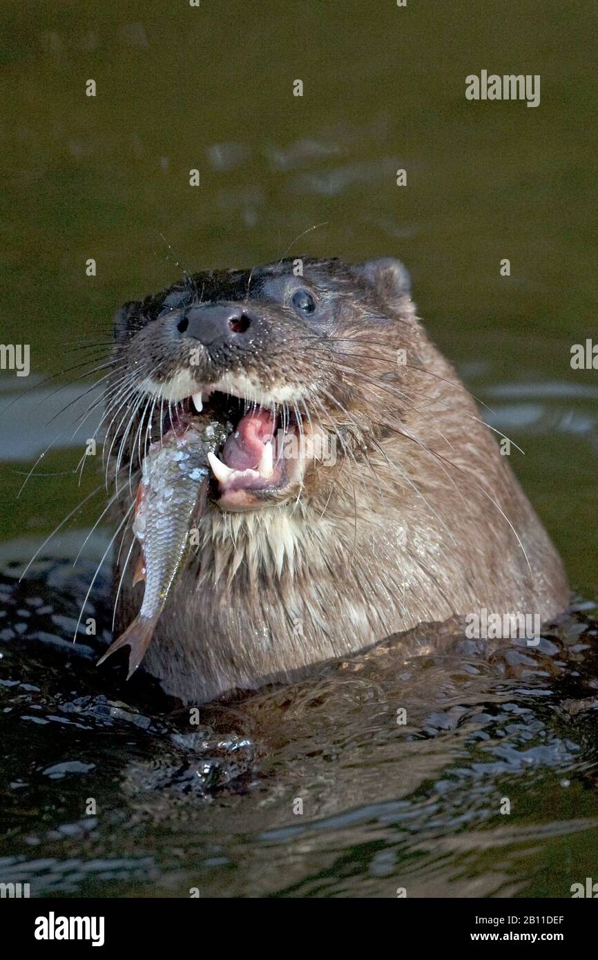 Common Otter (Lutra lutra Stock Photo - Alamy